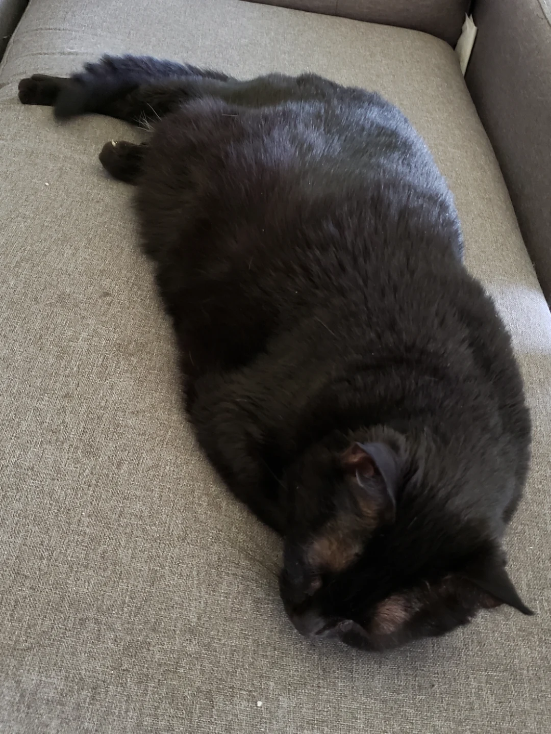 Pixie, the worst loaf ever! | Scrolller