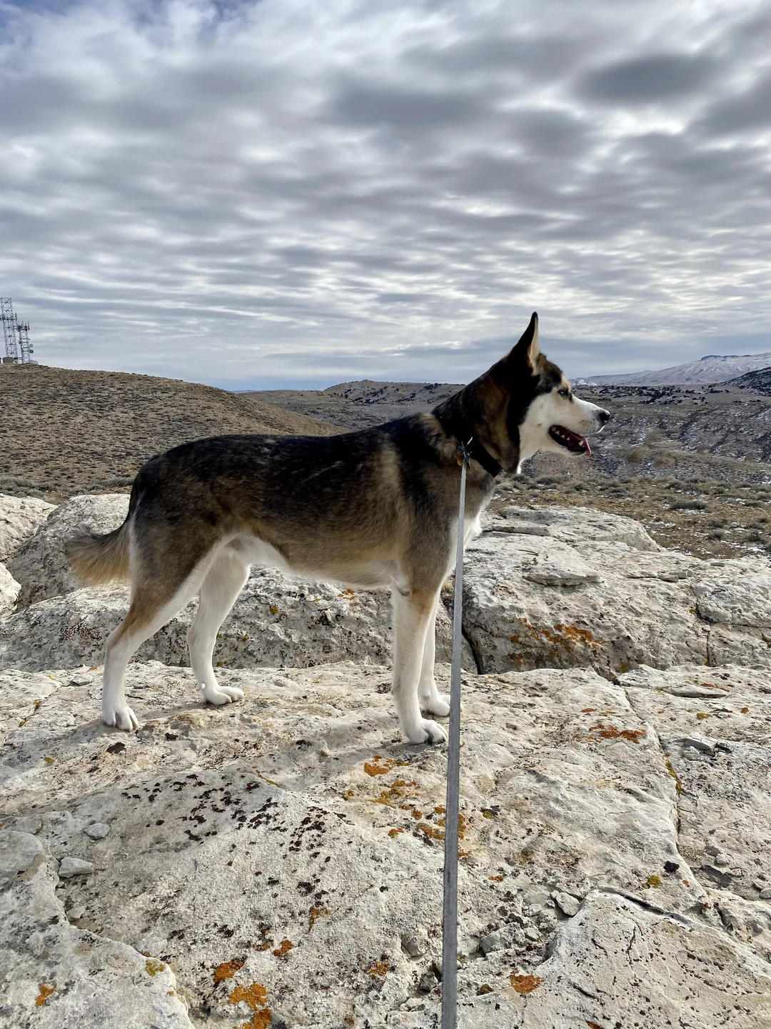 Good hike with a good boy! | Scrolller