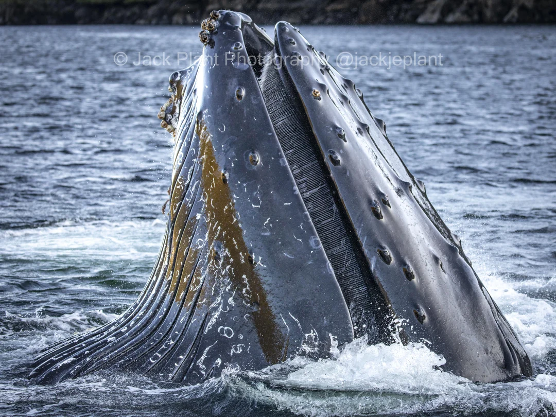 Discover more like Whales: Humpback Whale feeding in the Pacific Ocean of British Columbia ...