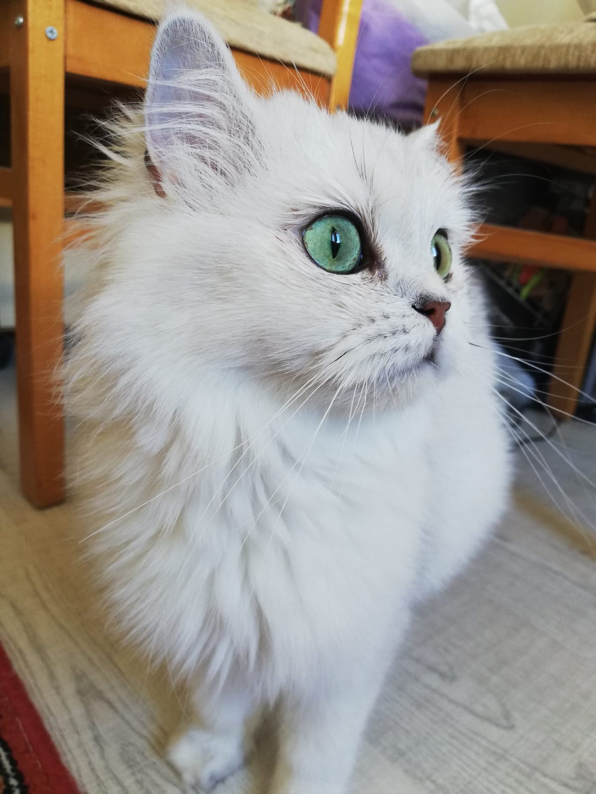 I adopted cat yesterday. Meet my cat. | Scrolller