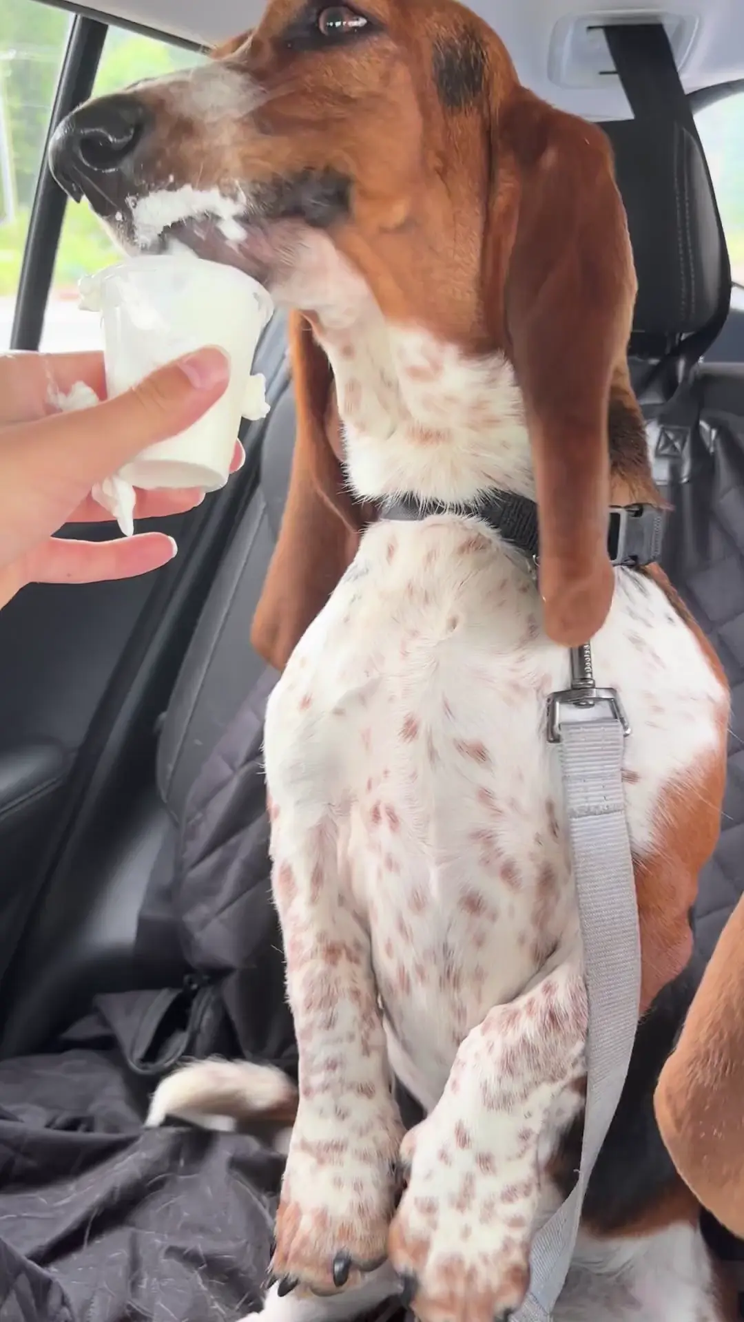 Add pup cup enthusiast to the resume | Scrolller