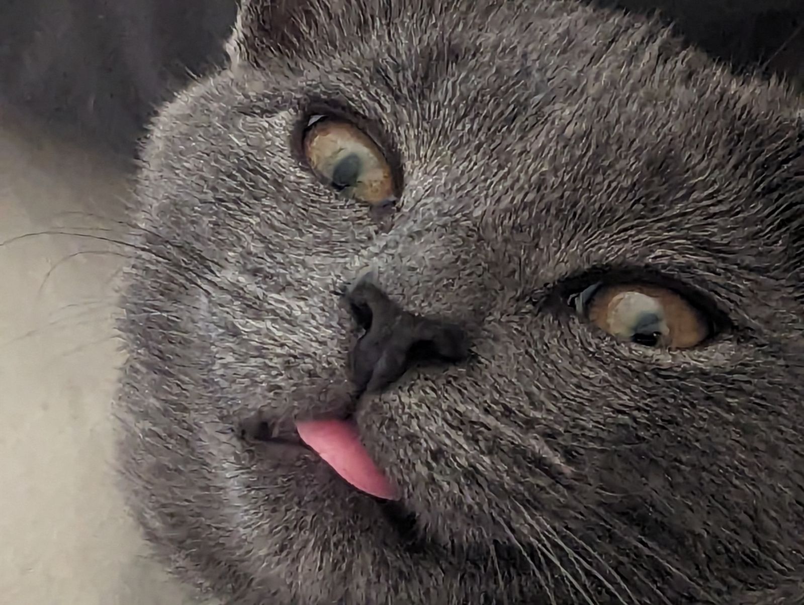 Super blep zoom | Scrolller