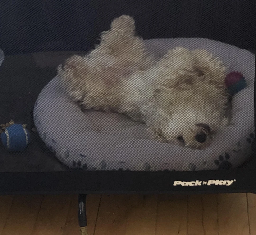 Our rescue pup, Dobbs, when we first cleaned and trimmed him up. This ...