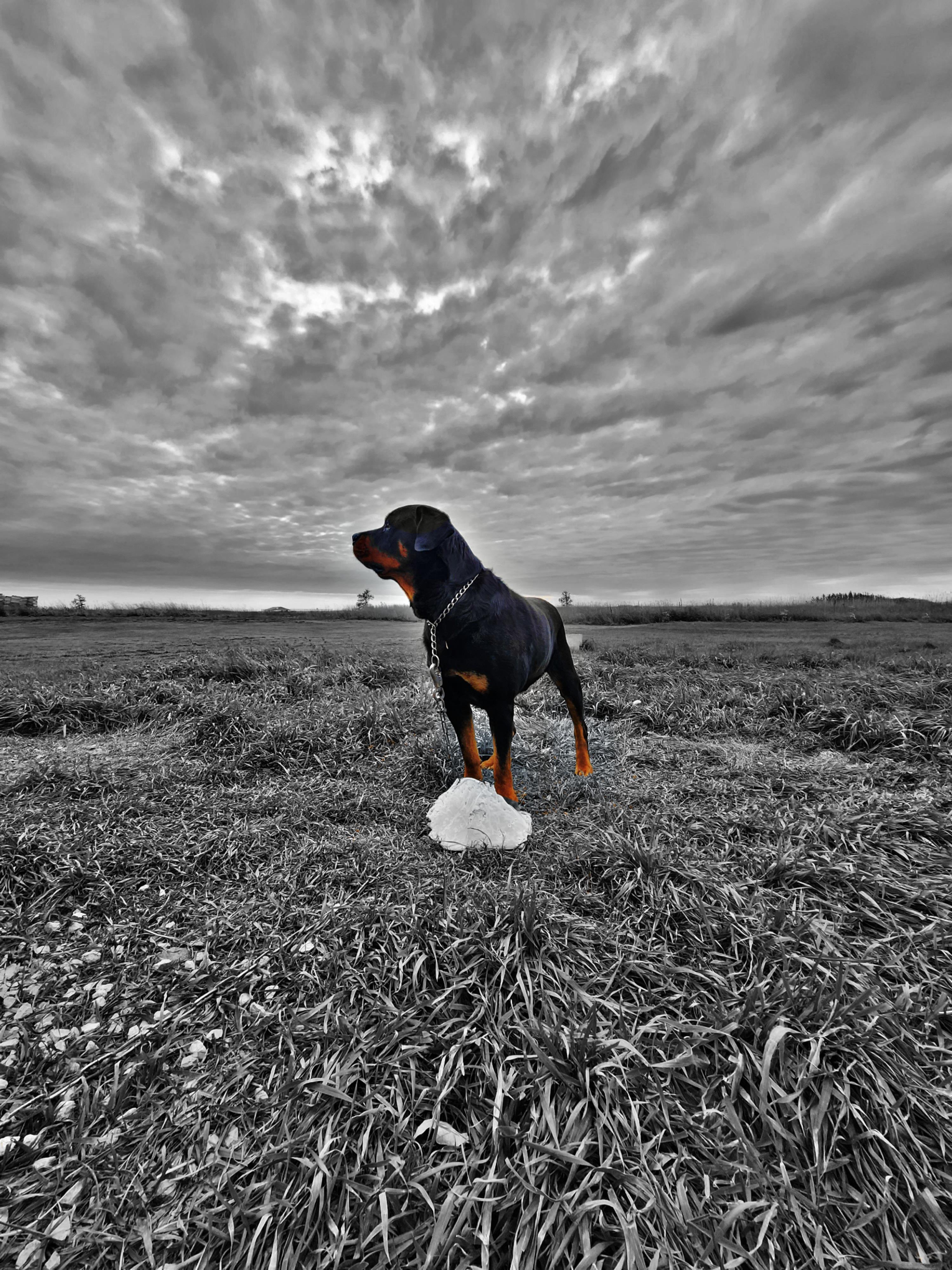 Meet Zeus | Scrolller