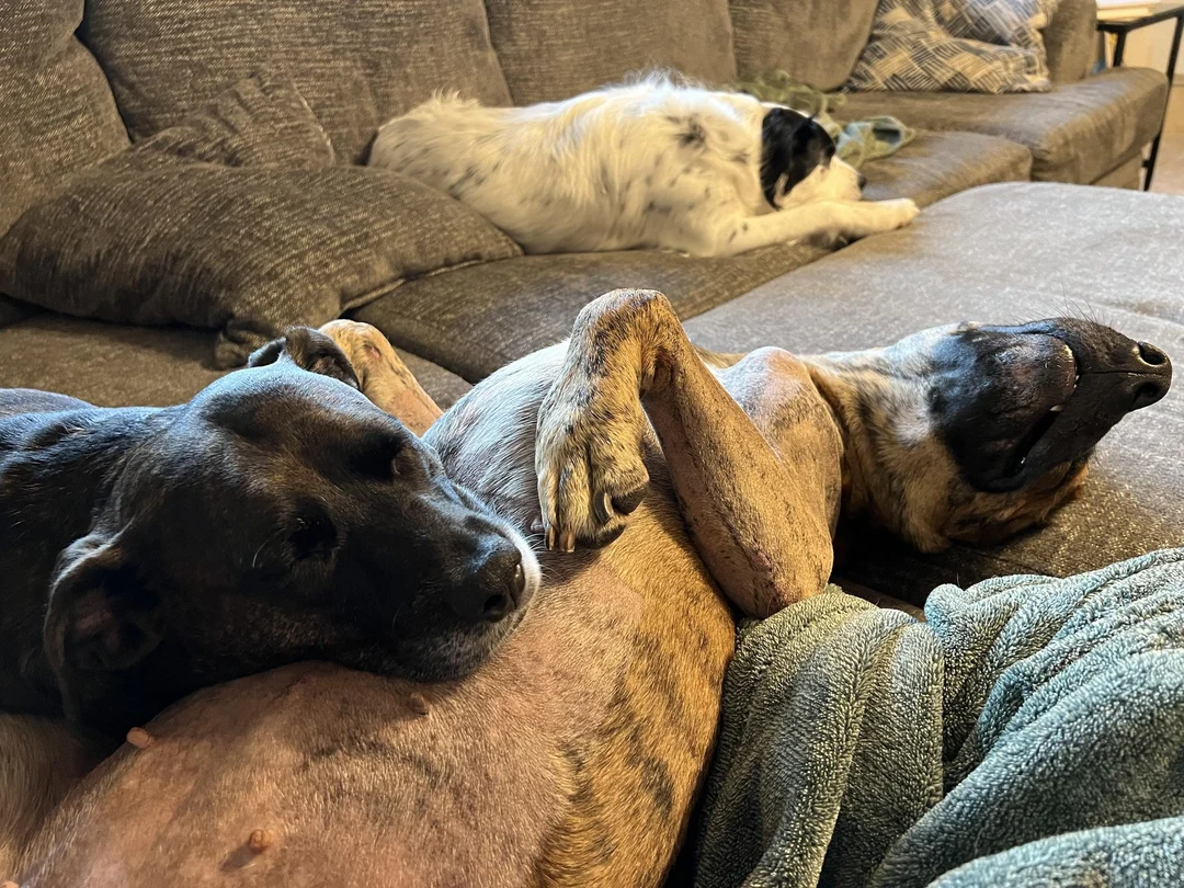 Cuddle bugs | Scrolller