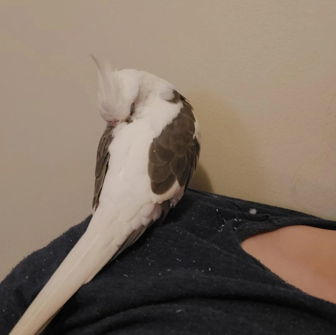 Help, I'm stuck! | Scrolller