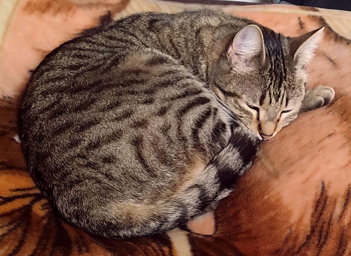 My tiger is sleeping peacefully, for now. | Scrolller