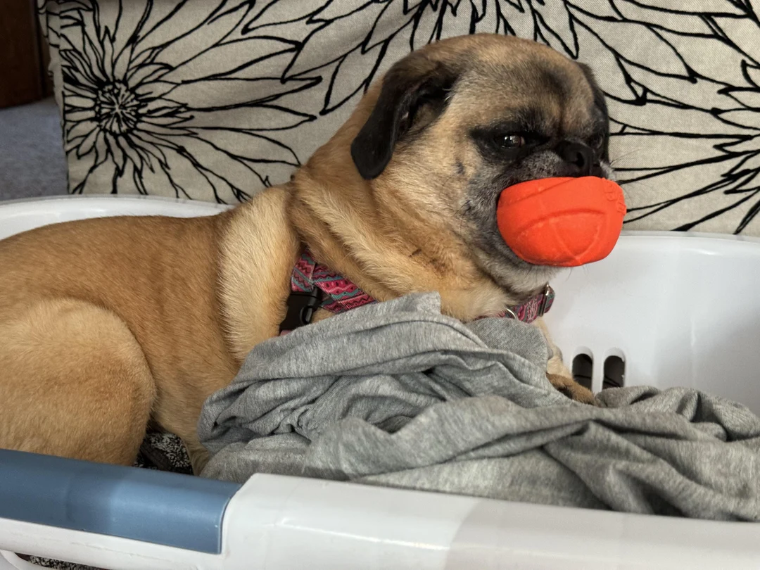 There is a song here I’m sure | Scrolller