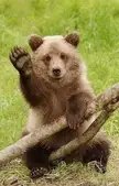 This Cute Bear Waving Hello 🐻 🤎🤍🖤💚💙♥️ | Scrolller