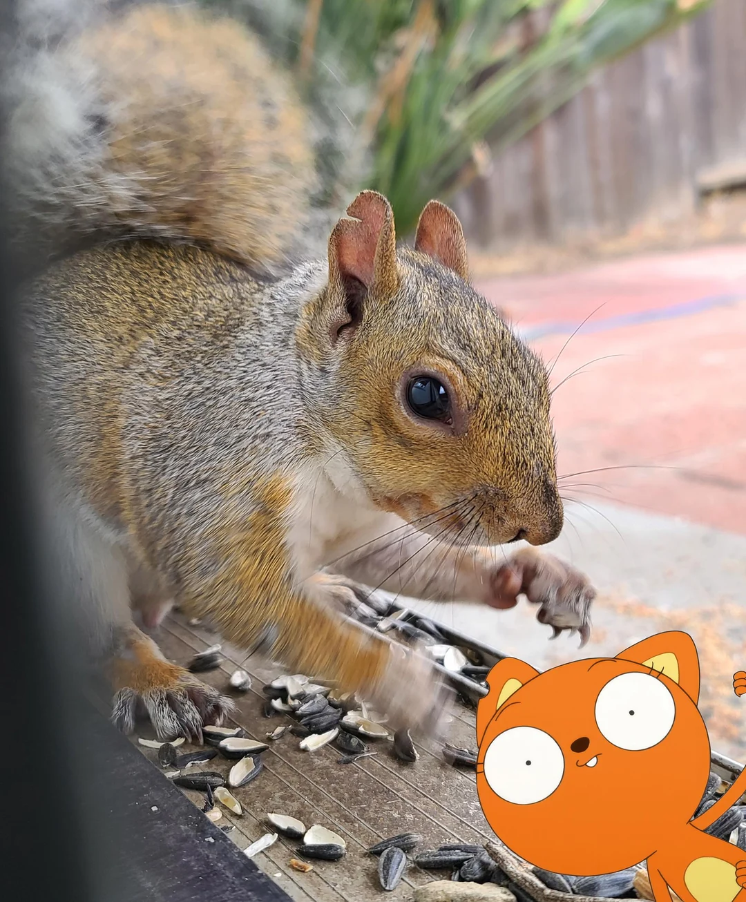 Discover more like Squirrels: Real Life Kiff and Related Content | Scrolller