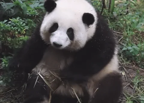 adorable director he hua | Scrolller