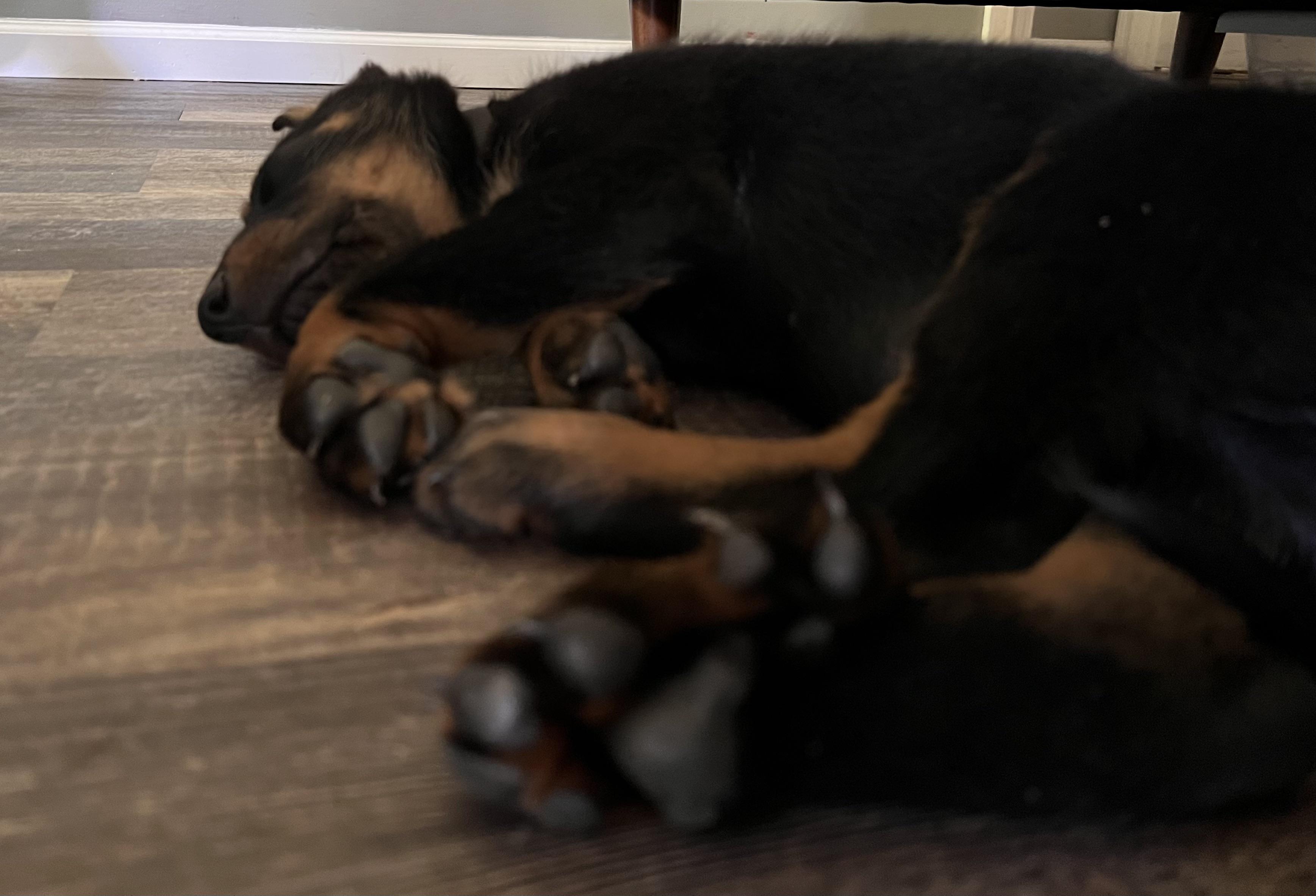 Adult Beauceron Crate Size | Scrolller