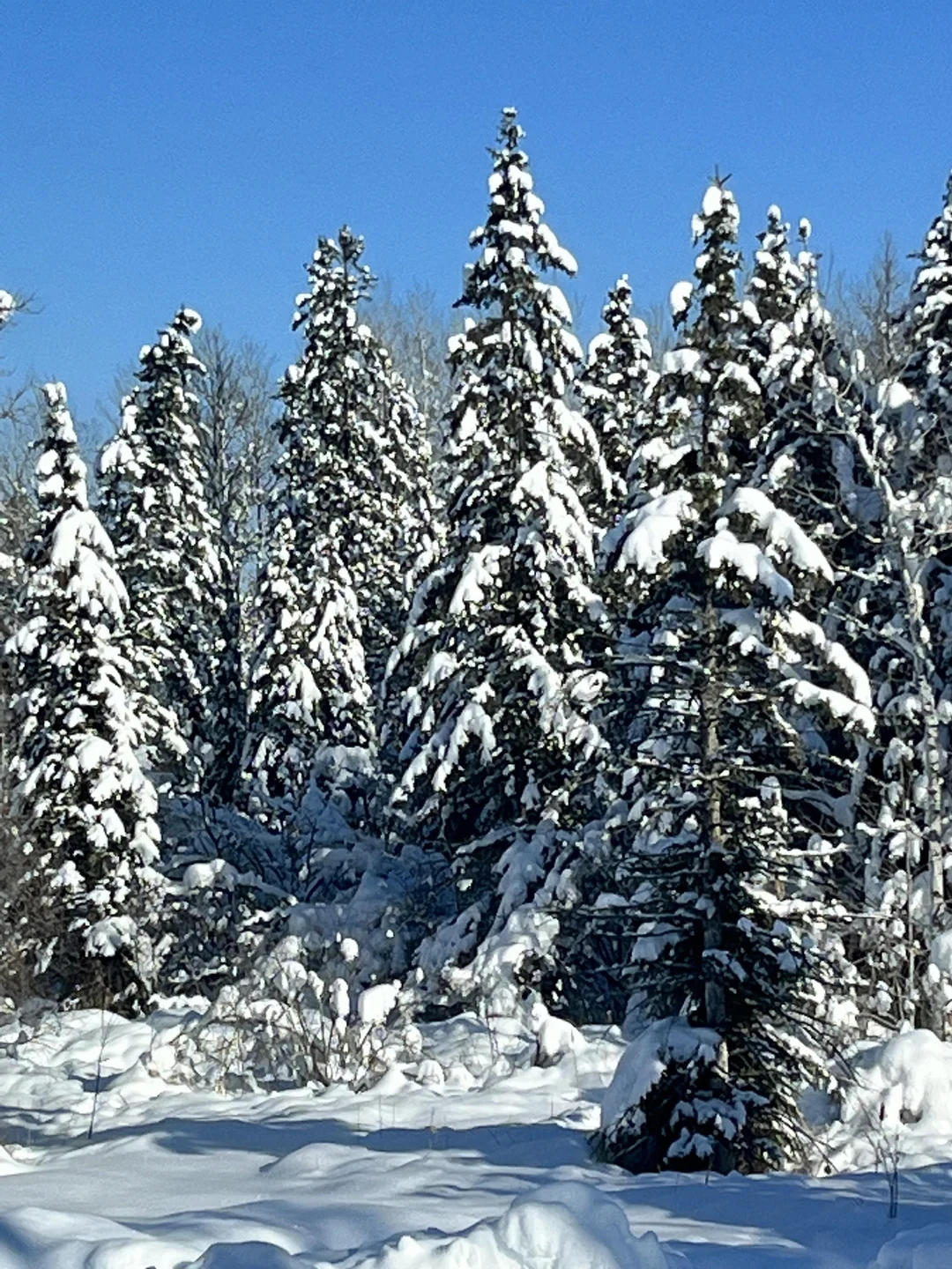Our trees in the forest of Wisconsin after a huge snowfall. [OC] | Scrolller