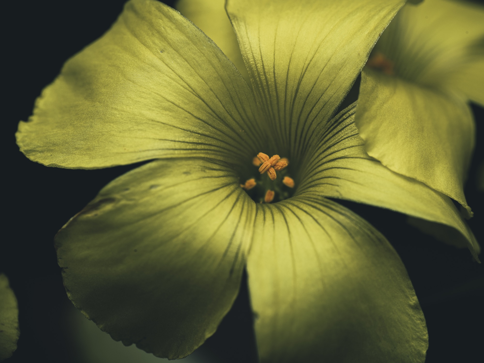 Oxalis Stricta aka sour grass [OC] | Scrolller