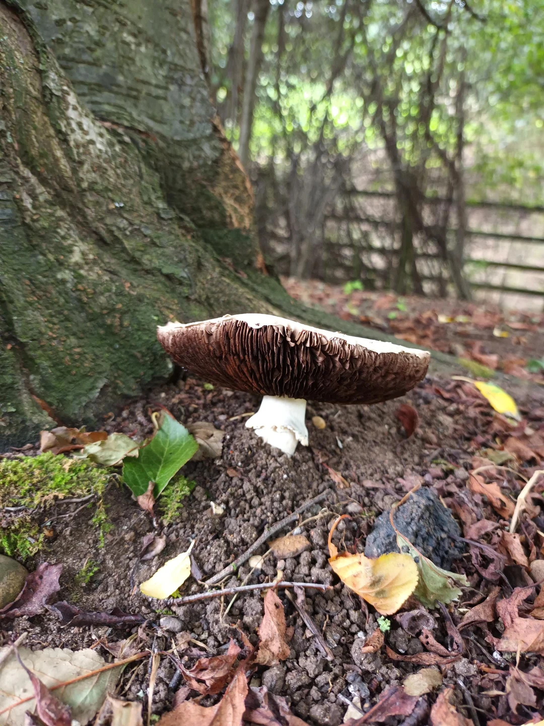 Under the tree | Scrolller