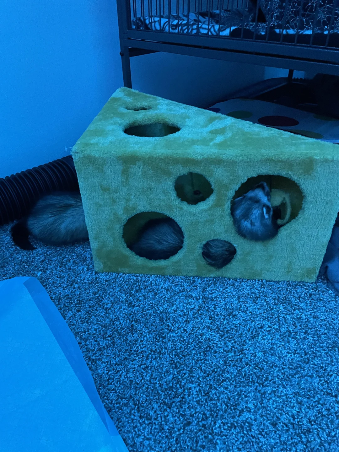 Two ferrets and some cheese | Scrolller