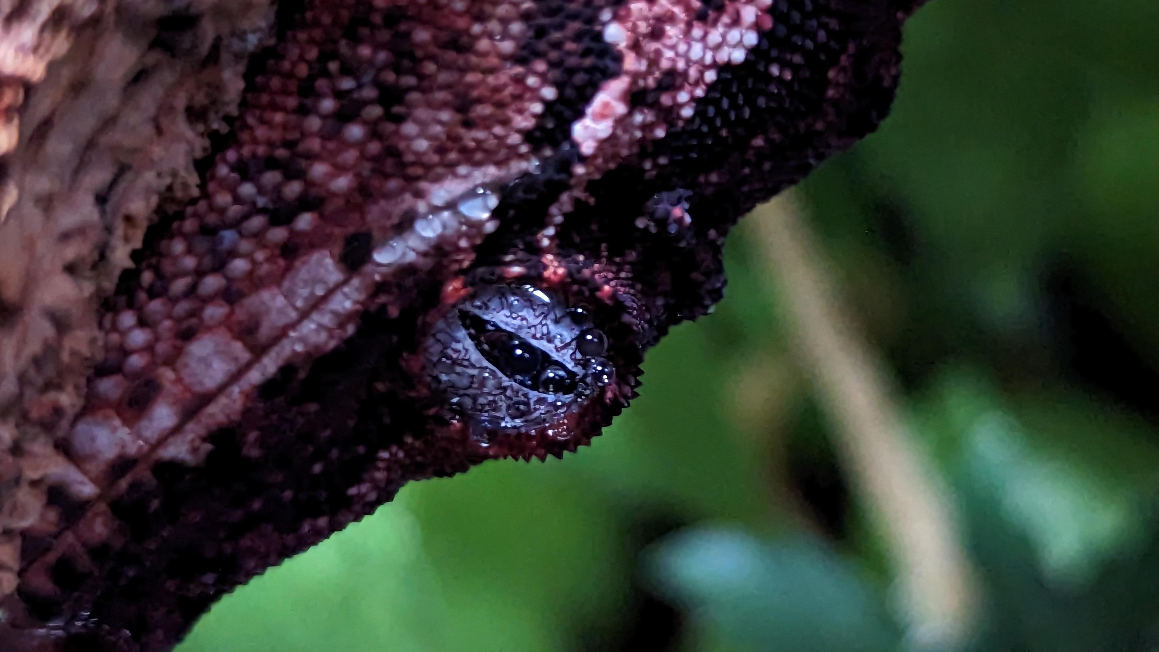 Cool photo of my geckos eye | Scrolller