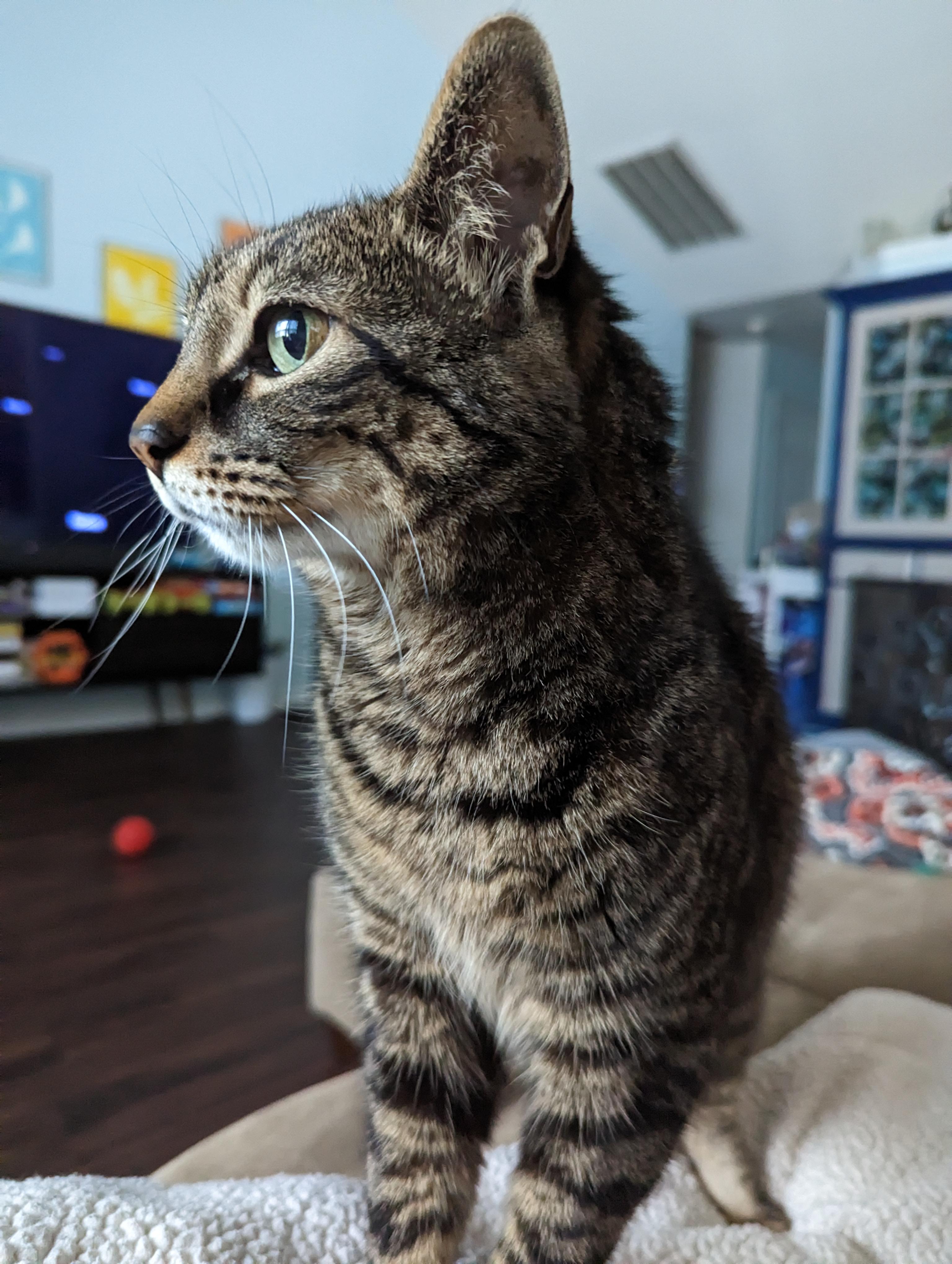 Tabby Tiger | Scrolller