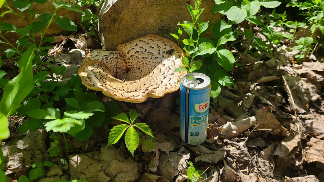Big ol' Dryad's Saddle. Can for reference | Scrolller