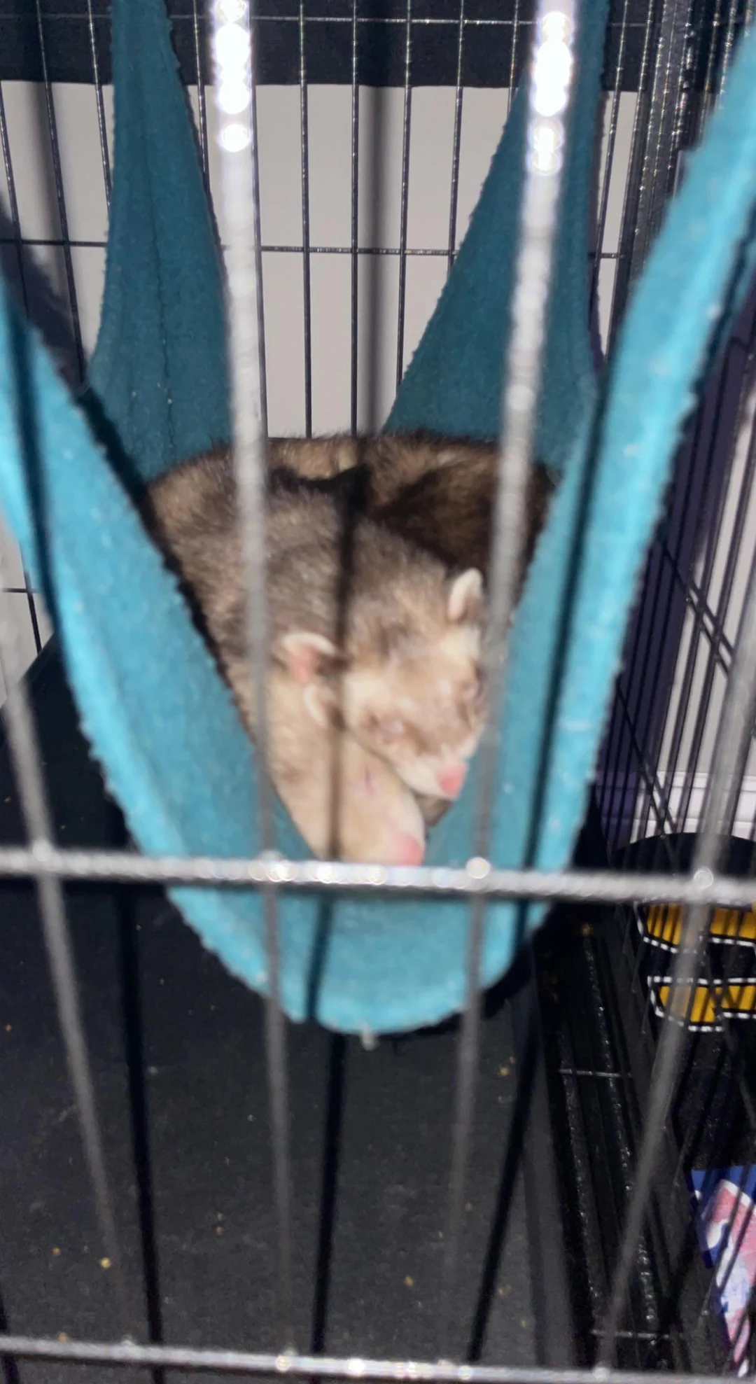 My 2 ferrets rigby and rufus 😁 | Scrolller