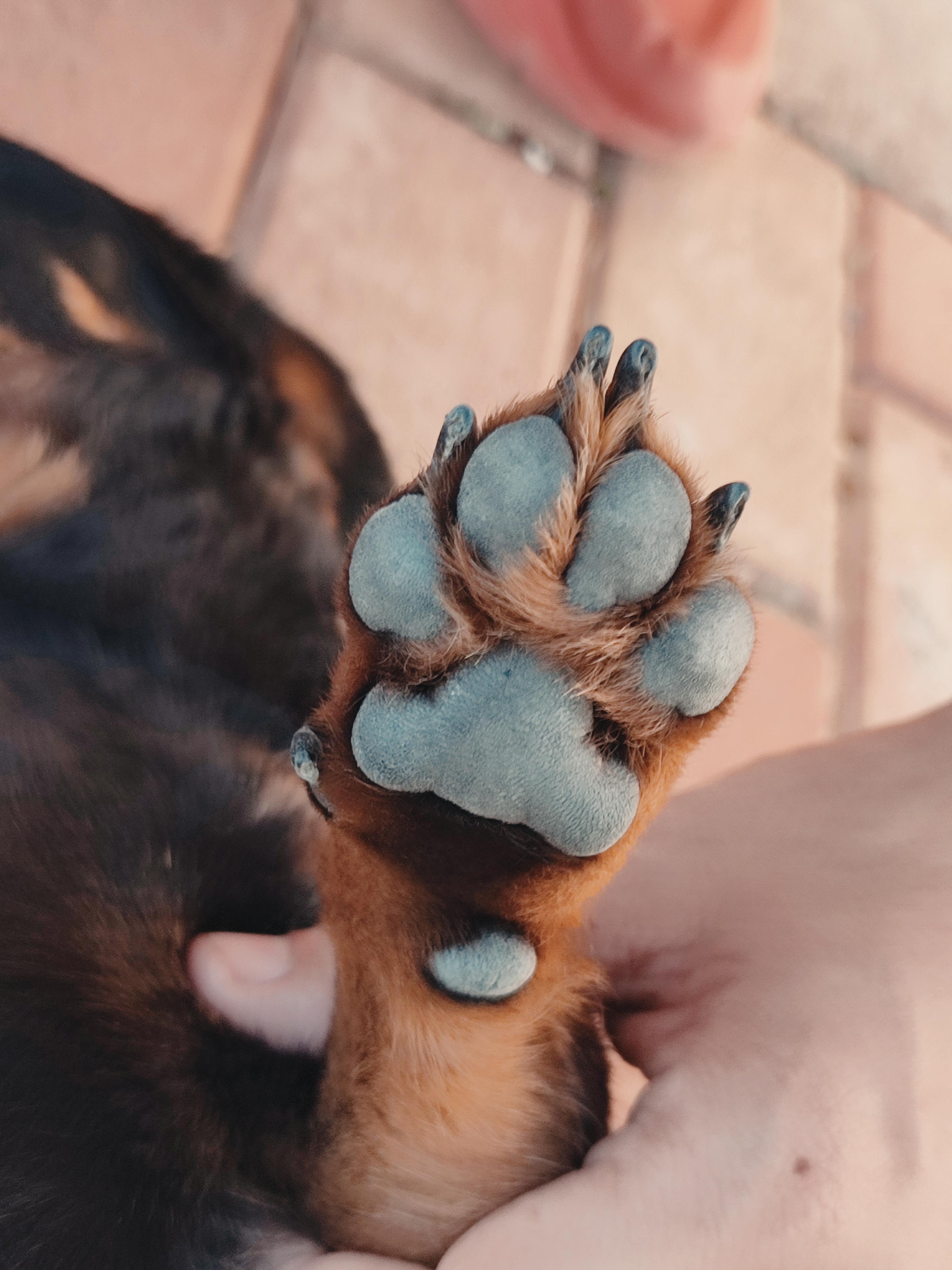 Dog paw 🐶 ️ (OC) | Scrolller