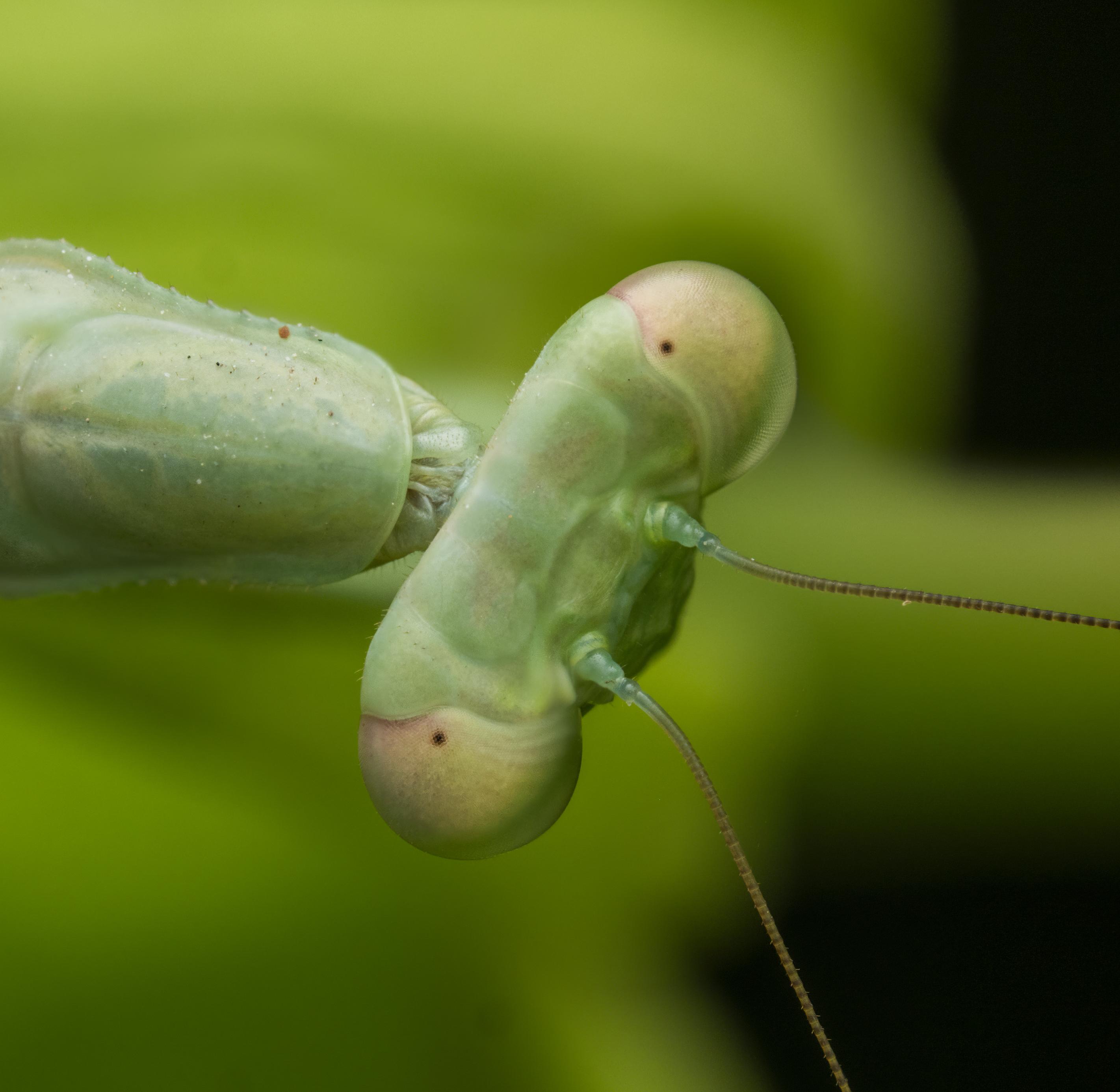Praying Mantis | Scrolller