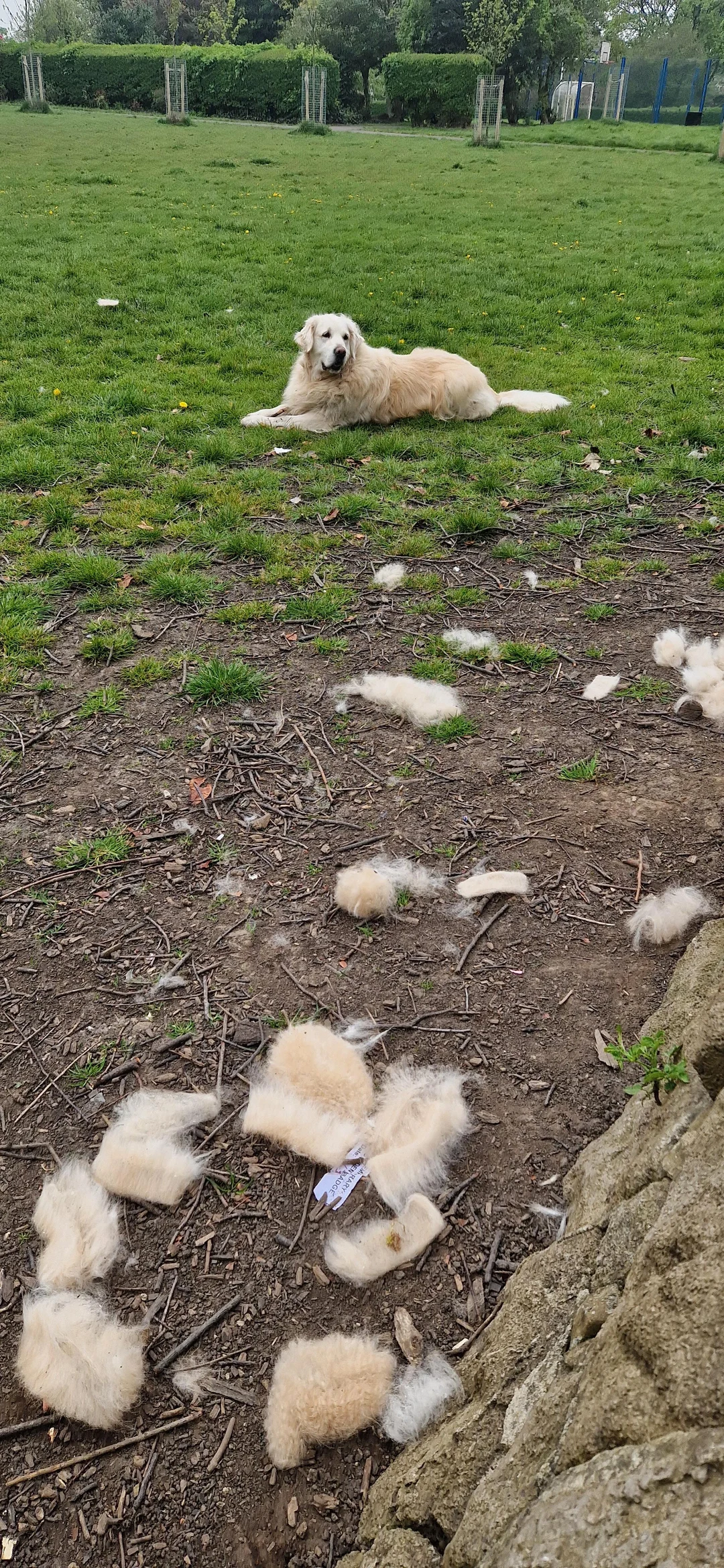 Shedding season has started | Scrolller