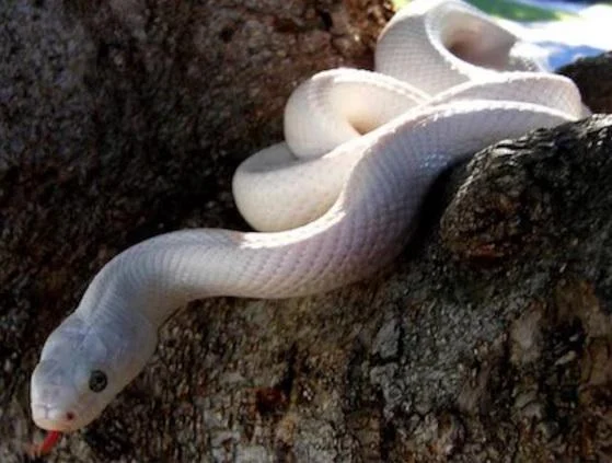 White snake | Scrolller