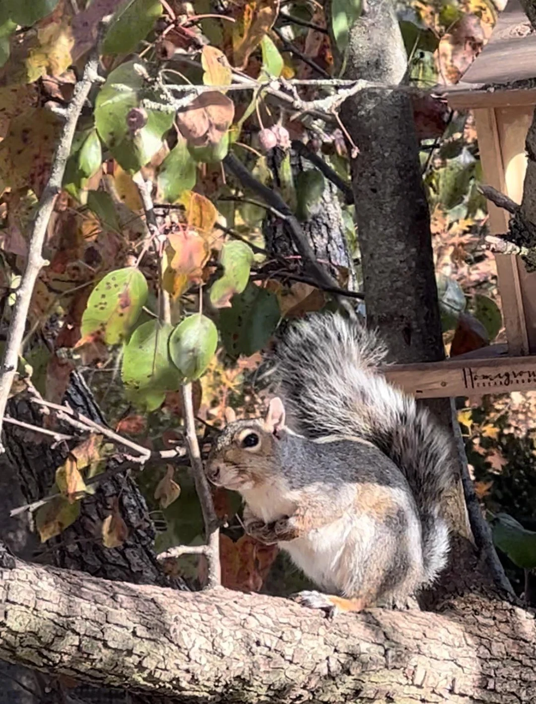 Their paw tucks are always so cute 🥹 | Scrolller