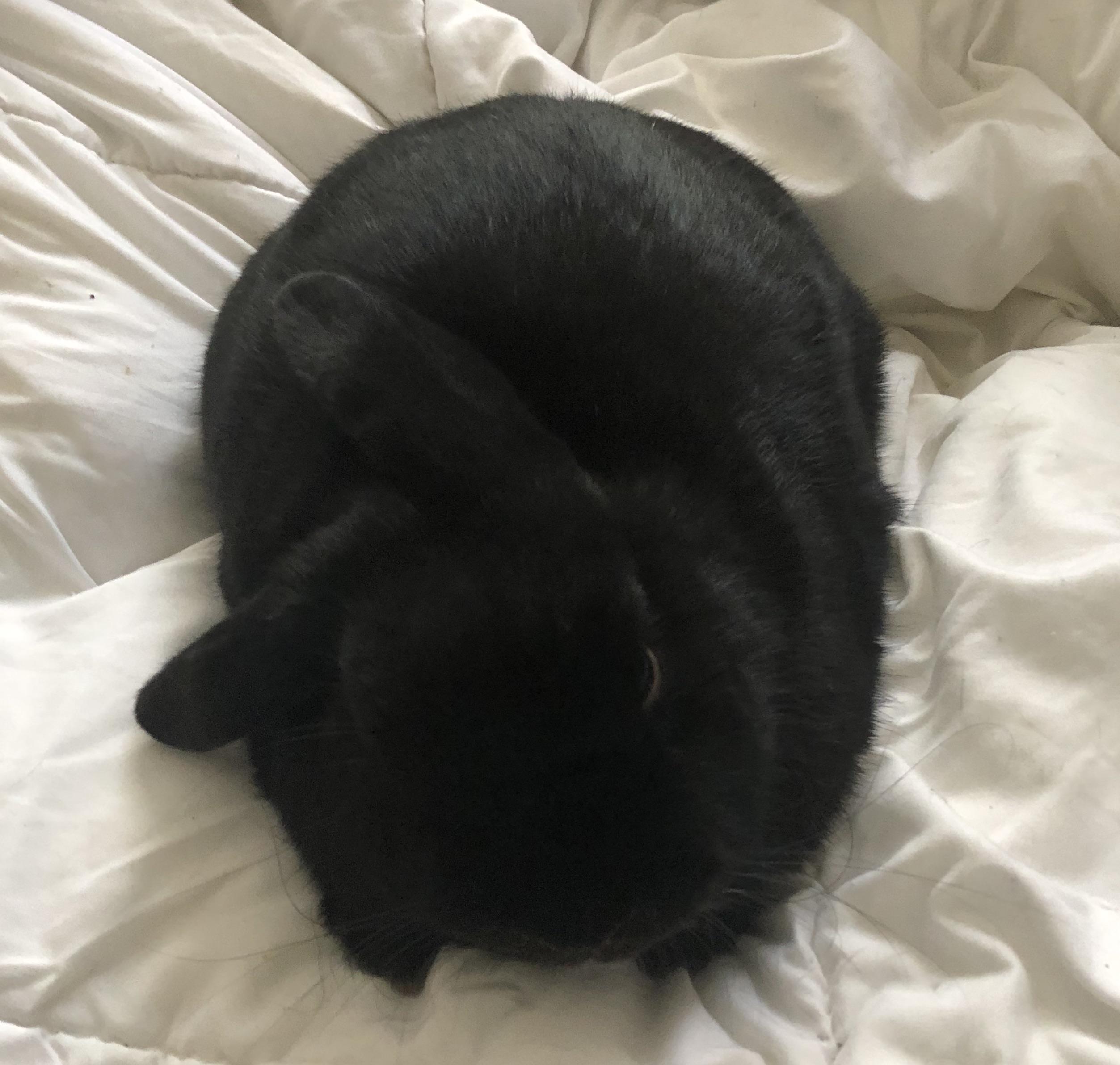 Head tics? | Scrolller