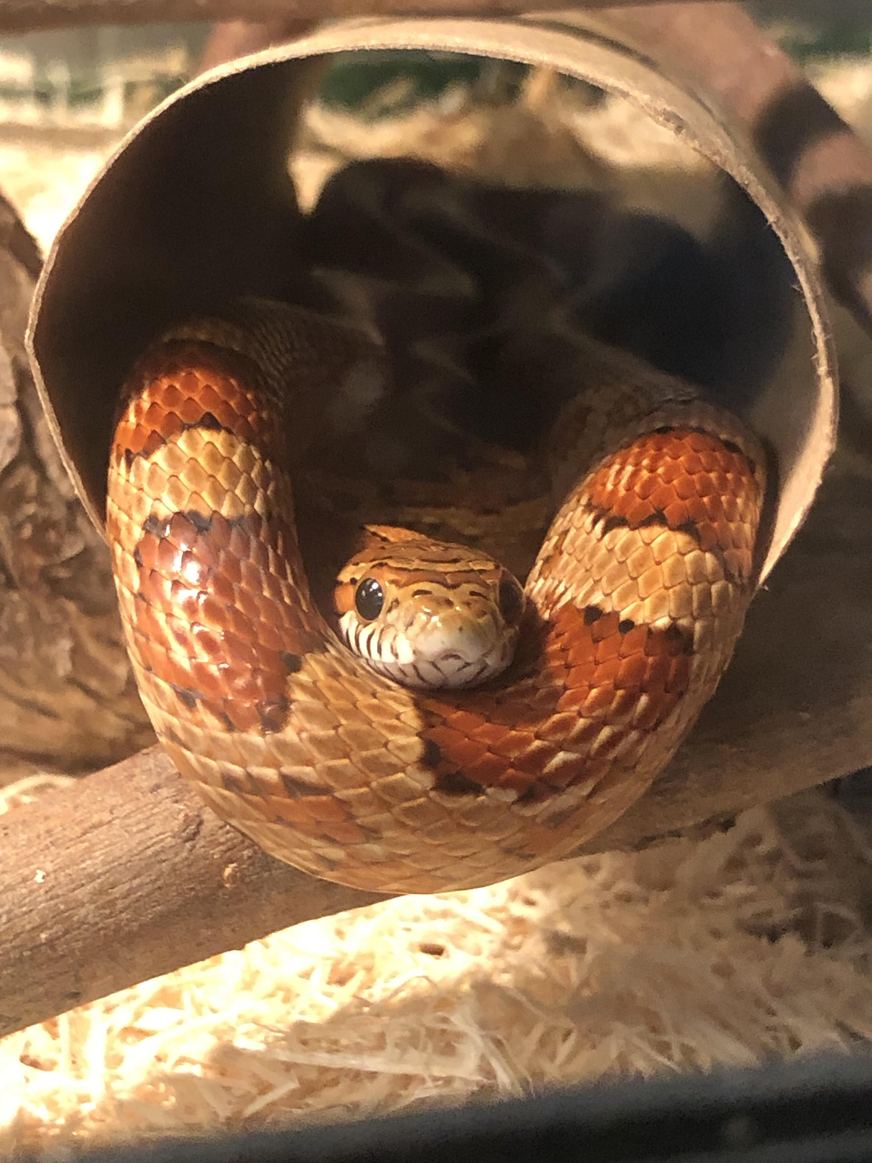 Noodle enjoying her tube | Scrolller