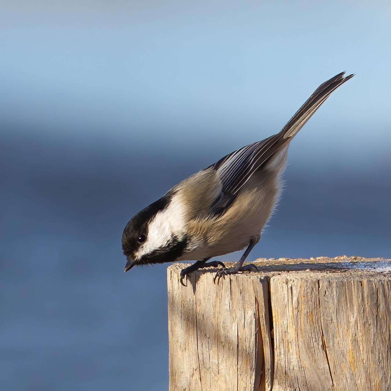 Black-capped Chickadee, Boise River | Scrolller