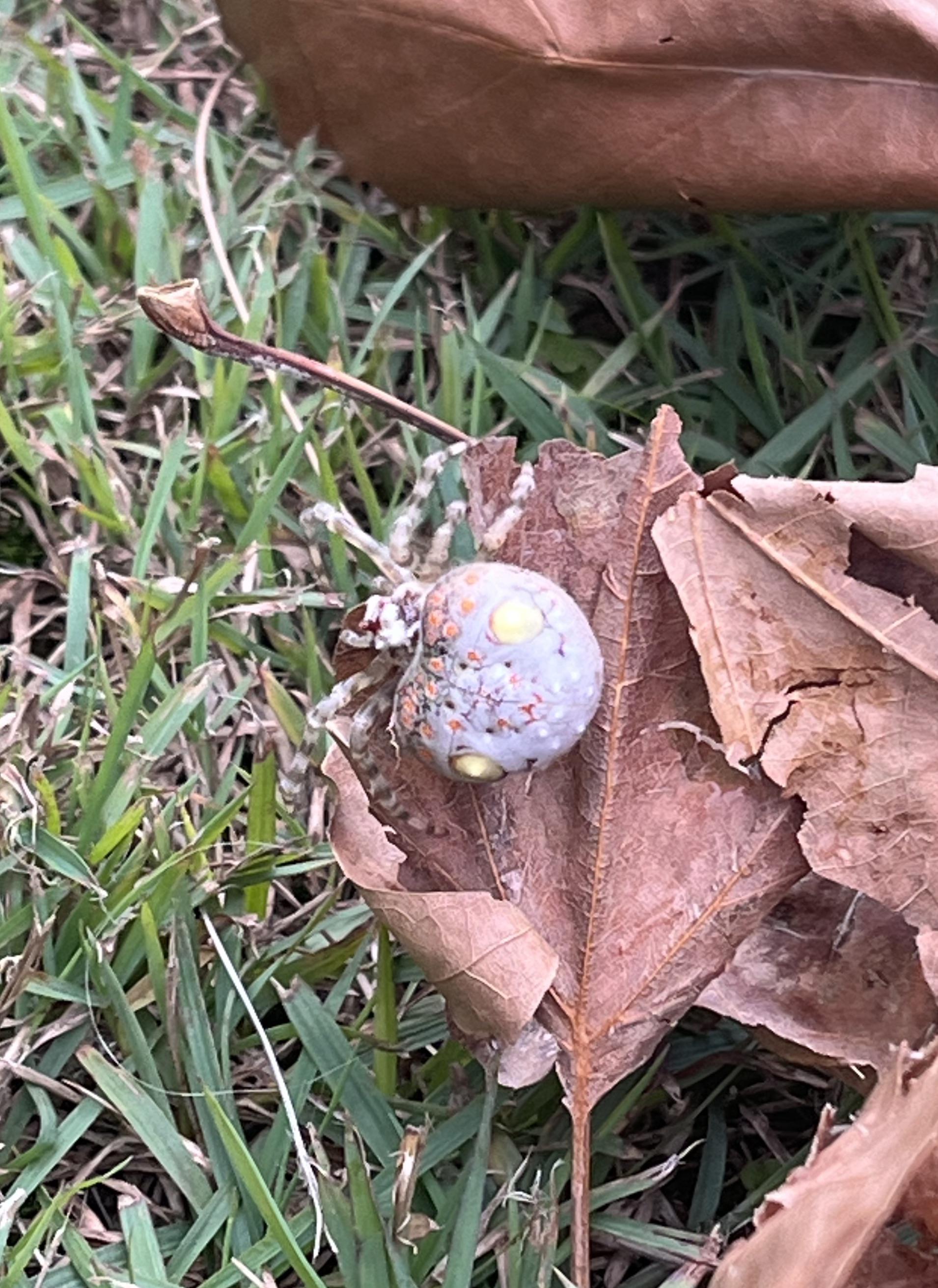 Any clue what this spider is? (NSFW for those arachnophobes) | Scrolller