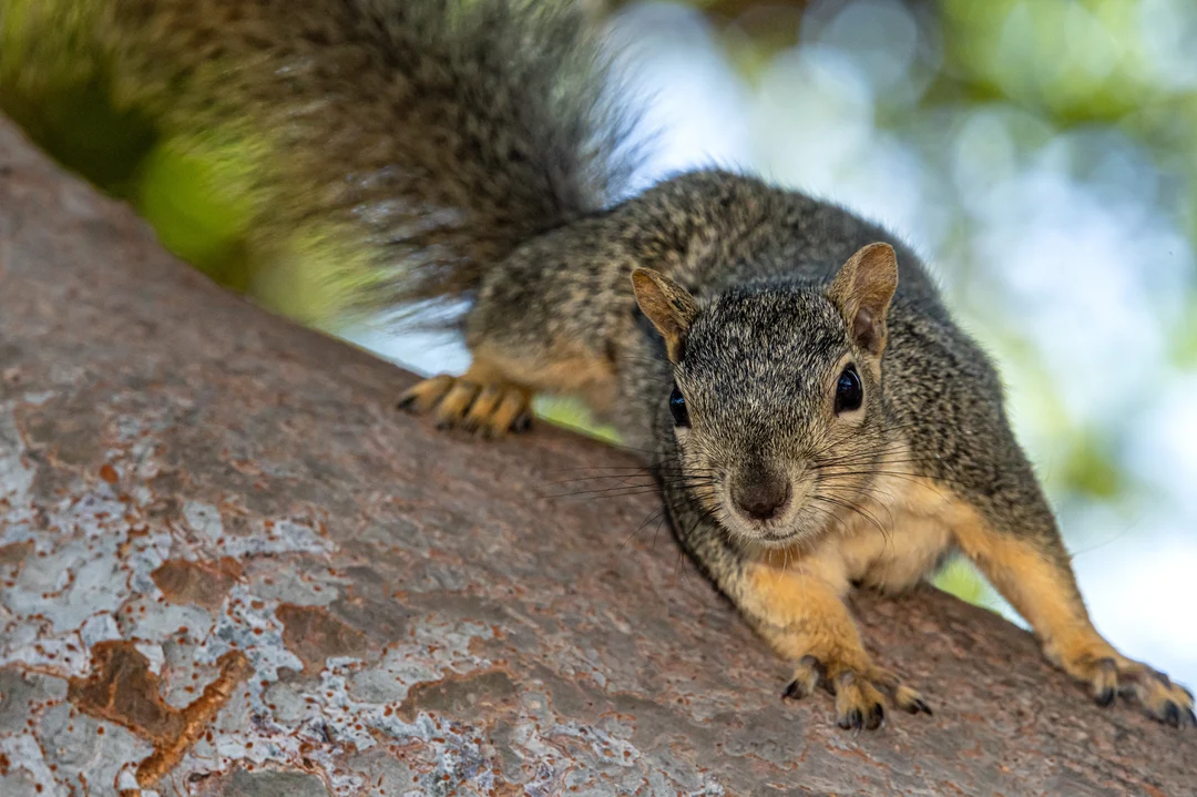 Squirrel | Scrolller