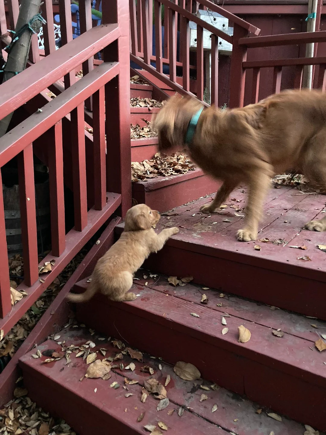 Poor boy is scared of the puppy | Scrolller