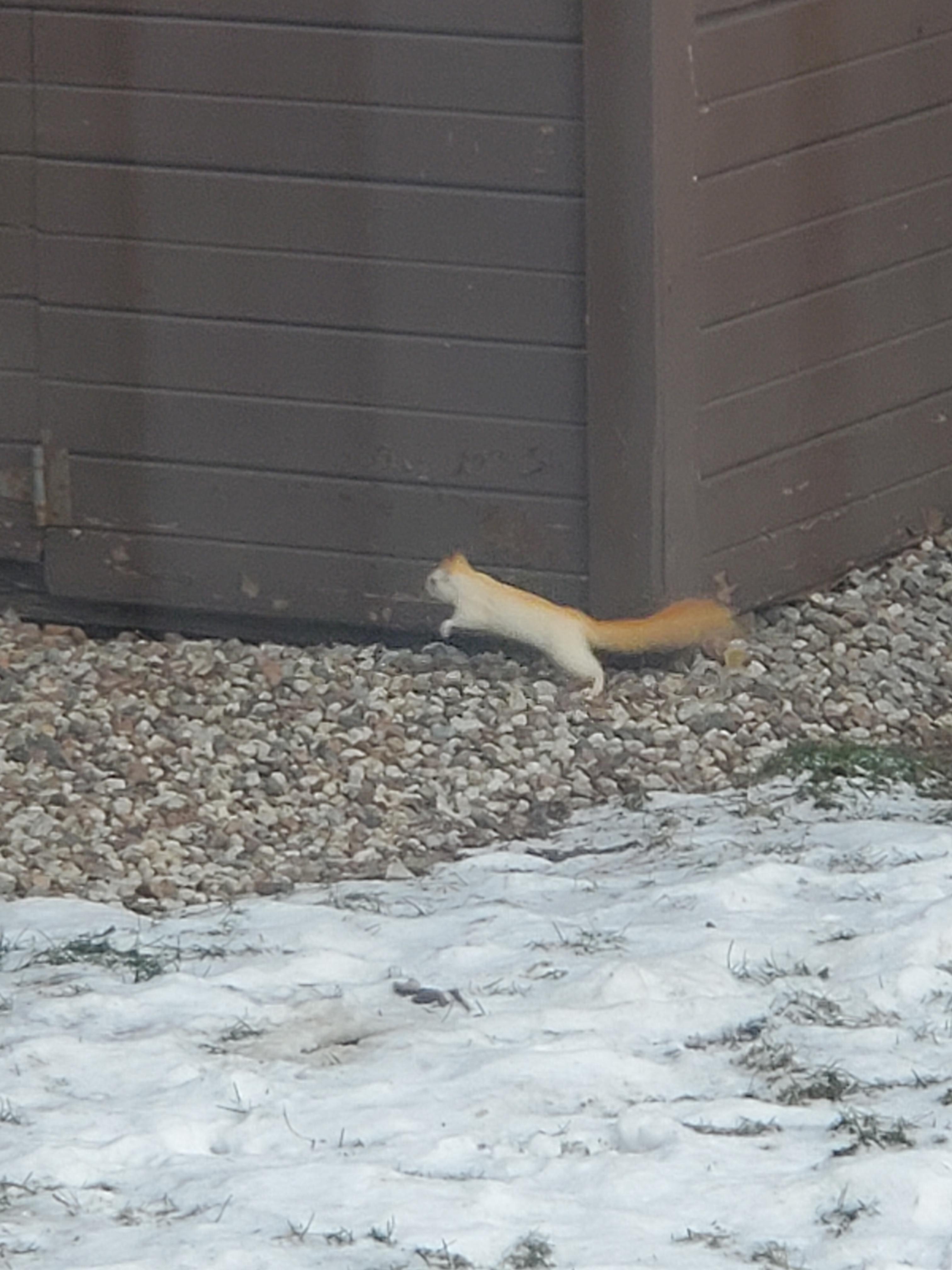 Rare white red squirrel | Scrolller