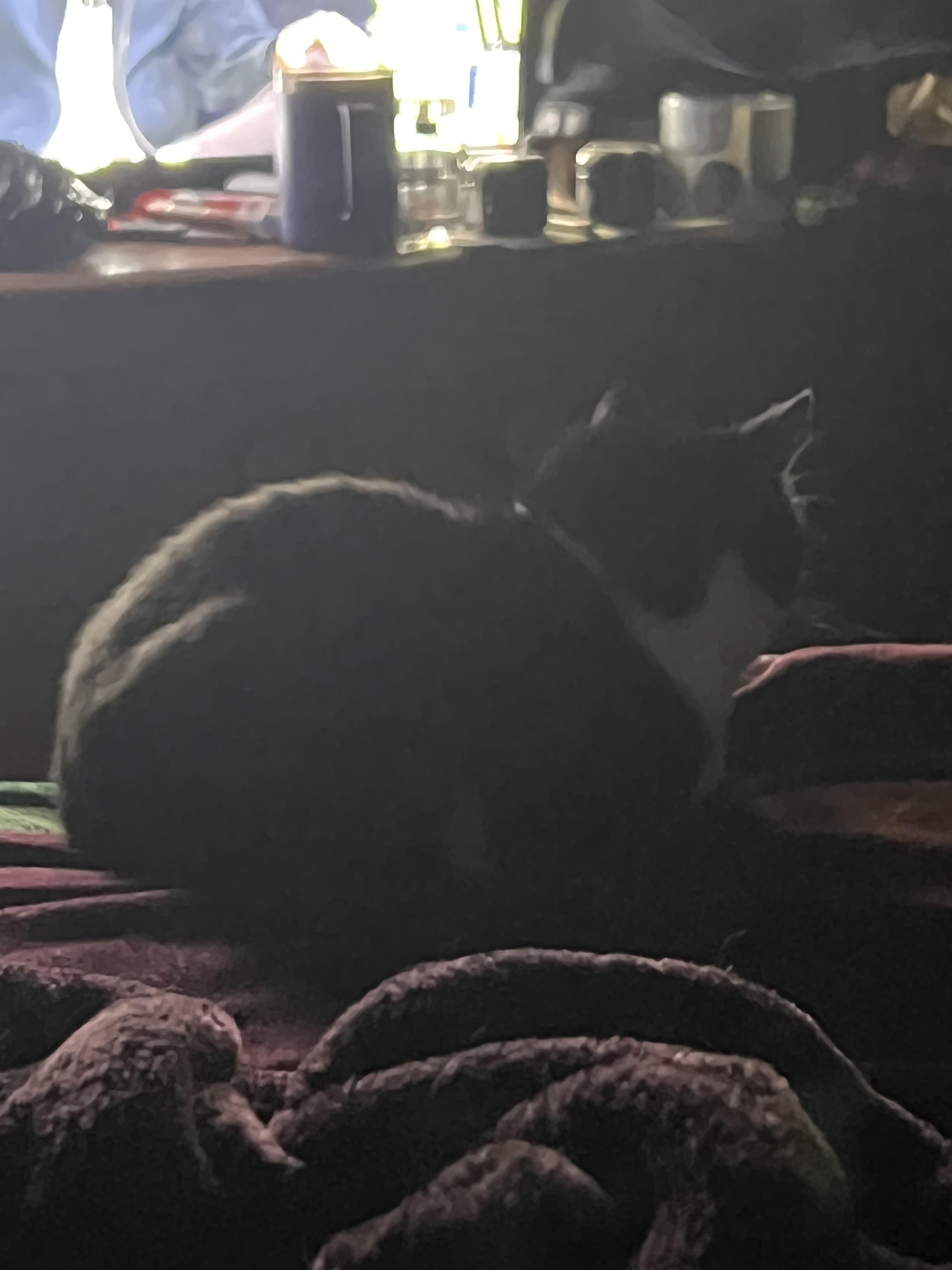 12 yr old bed loaf | Scrolller