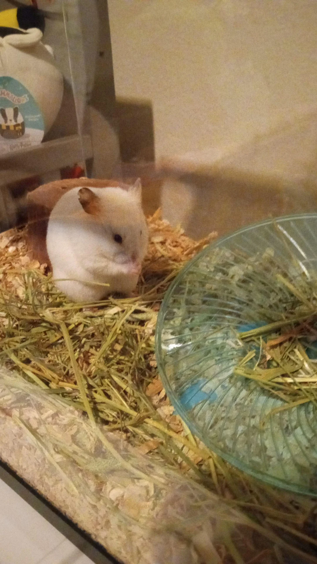 Discover more like Hamsters: Help please and Related Content | Scrolller