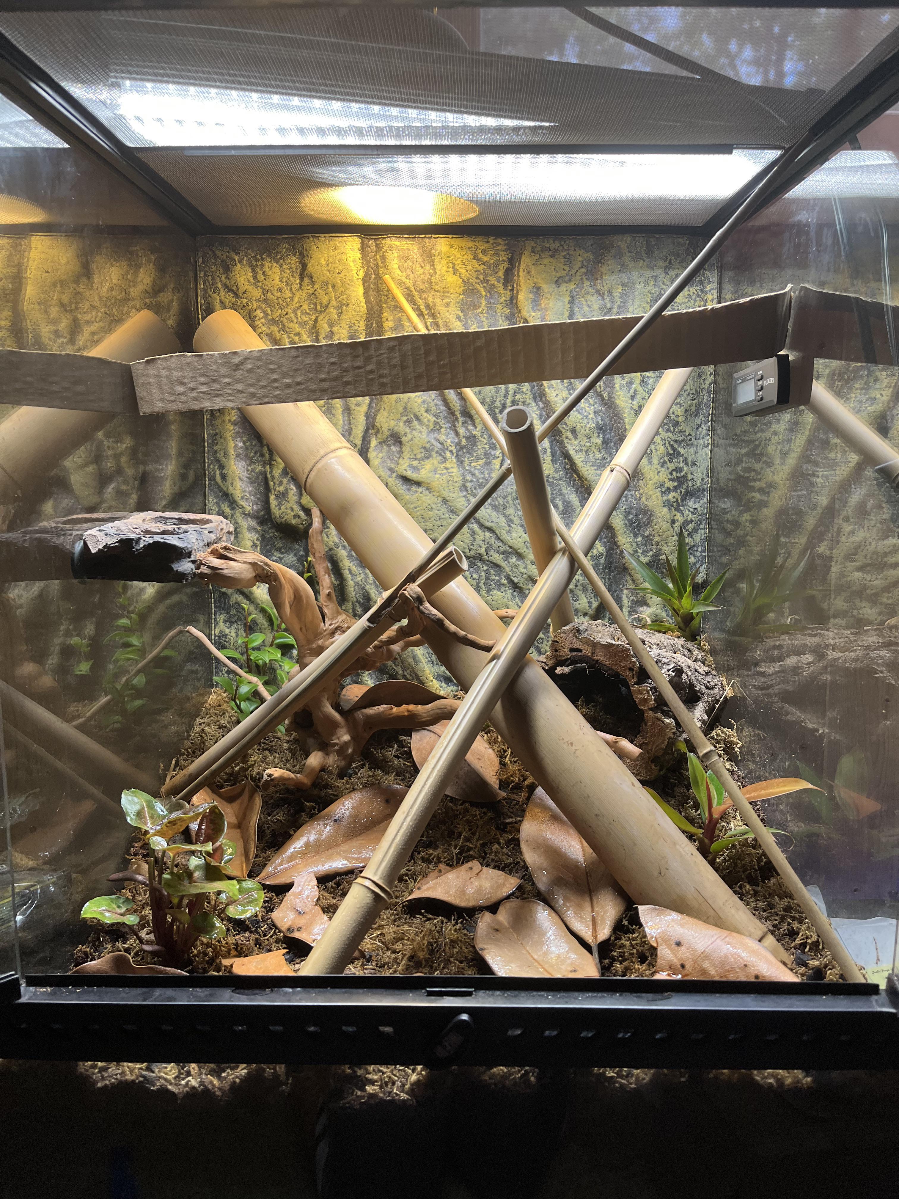 New enclosure, plan to put nerve plant in the middle blank space | Scrolller