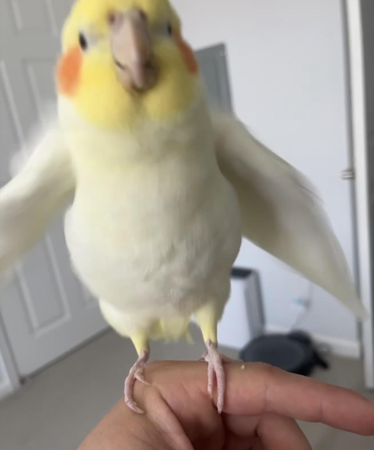 I enjoy taking embarrassing screenshots of Eggie mid-fluff | Scrolller