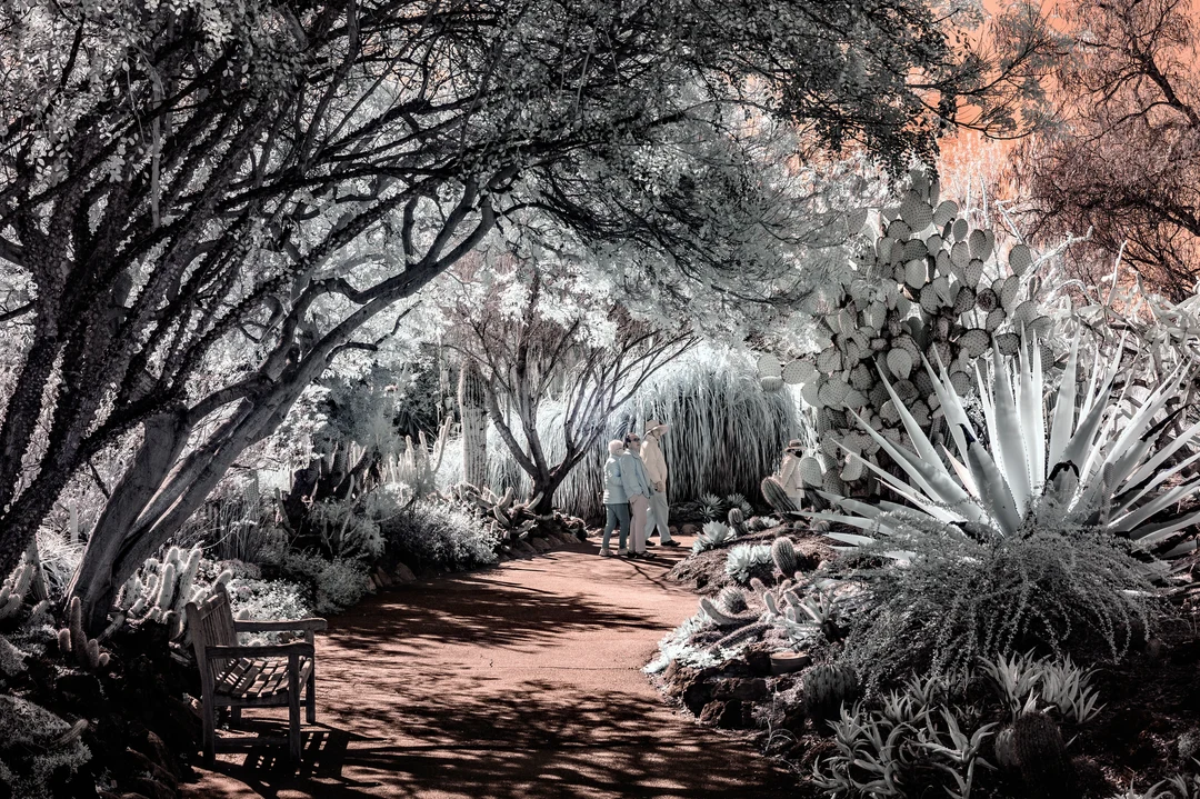 Admiring the Cacti | Scrolller