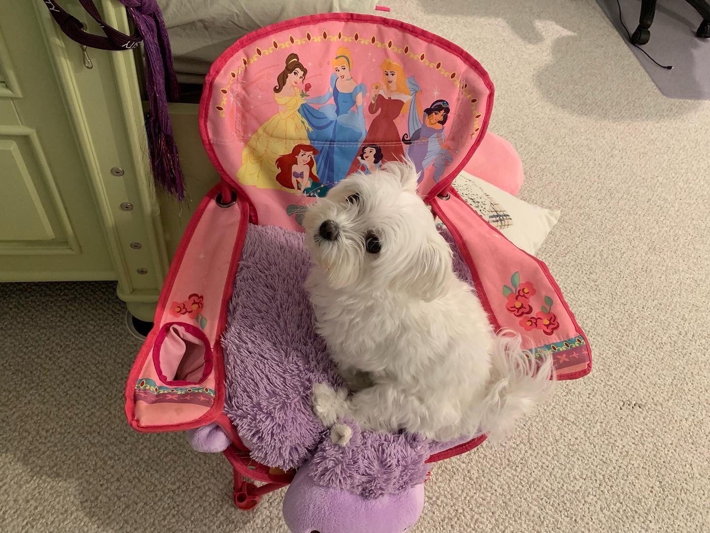 Dooley’s Throne | Scrolller