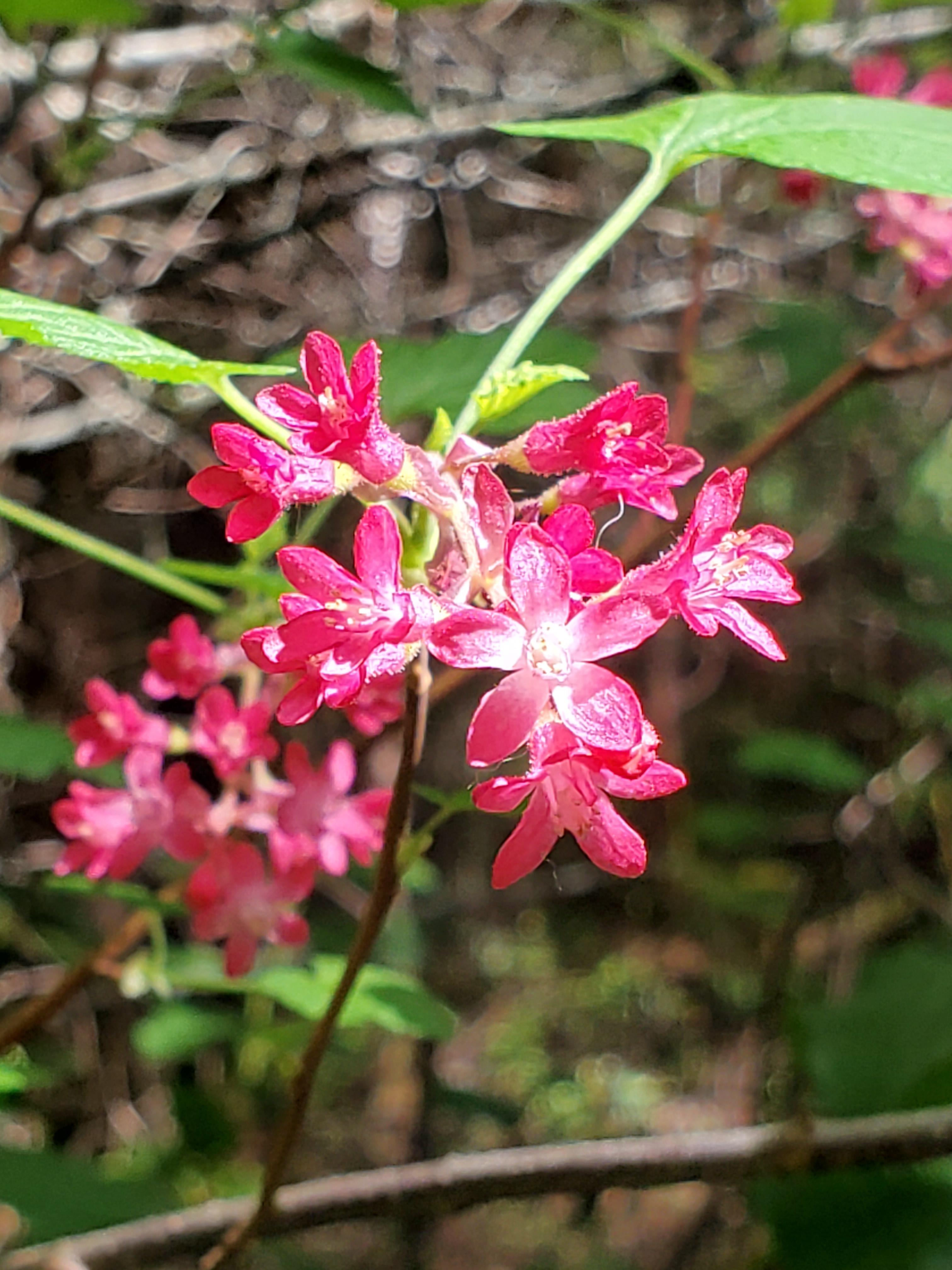 spring flowers | Scrolller