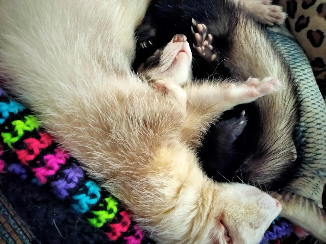 Radish & Nugget napping ️ | Scrolller