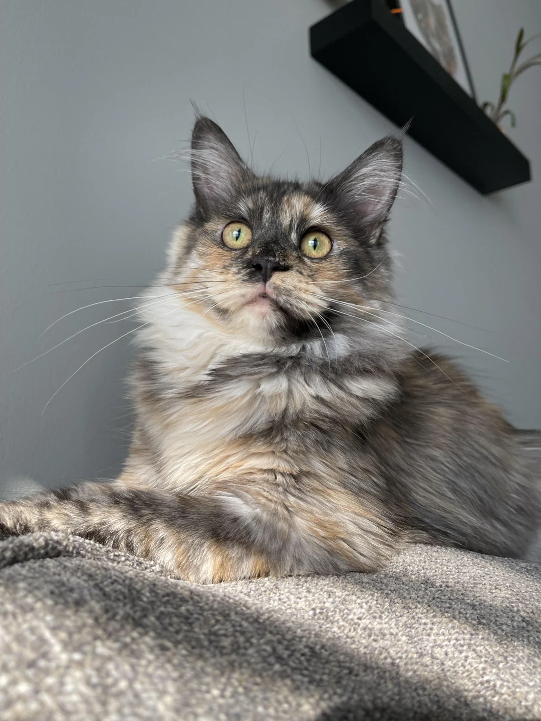 Maine coon x Himalayan (10 mo.) | Scrolller