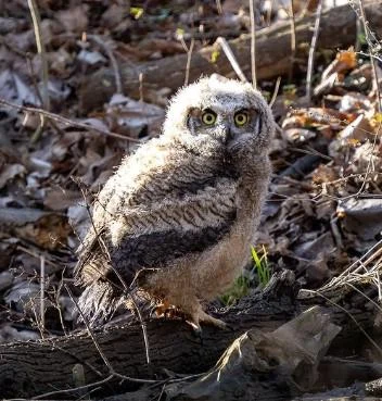 Discover more like Owls: Baby owl and Related Content | Scrolller