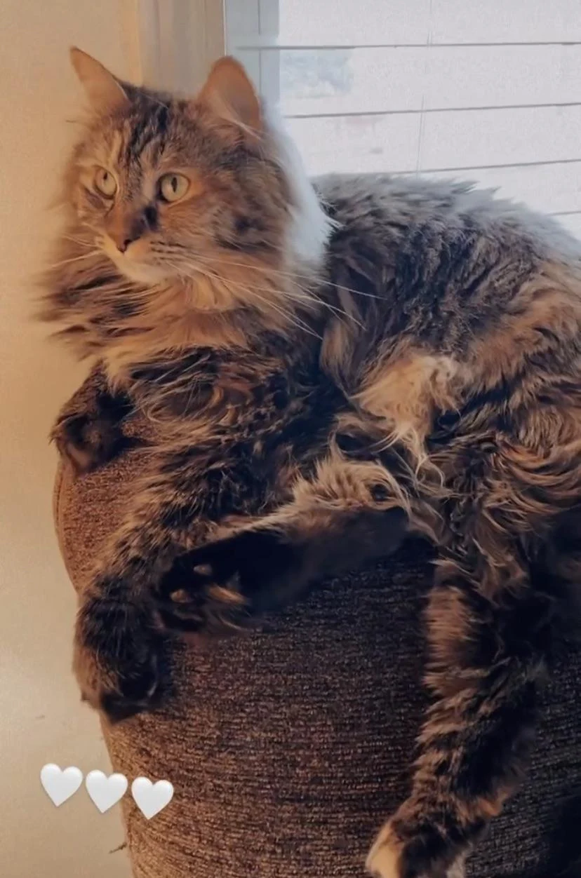 Our 1 year old Siberian Hanji 🤍 | Scrolller