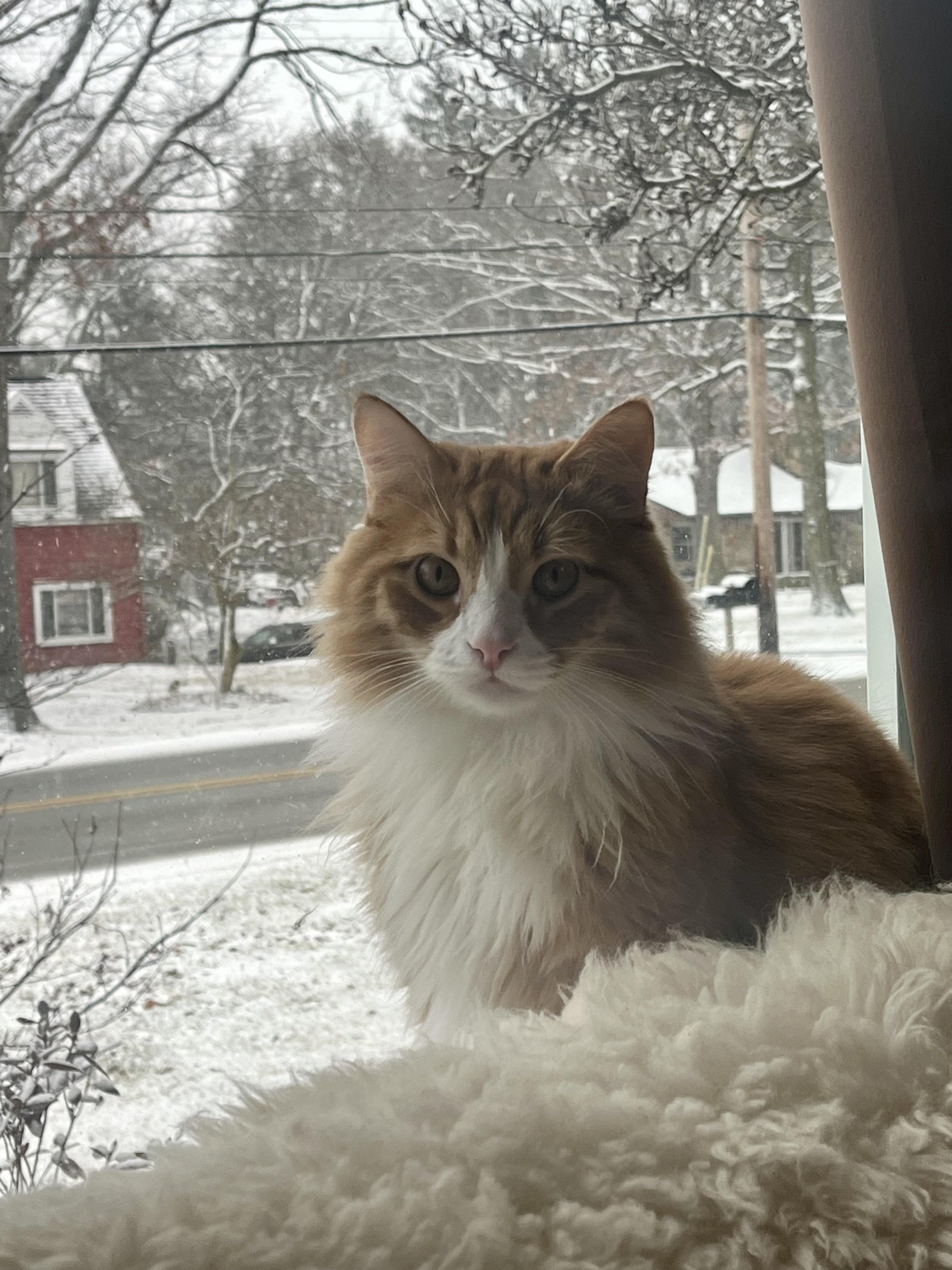 King floof | Scrolller