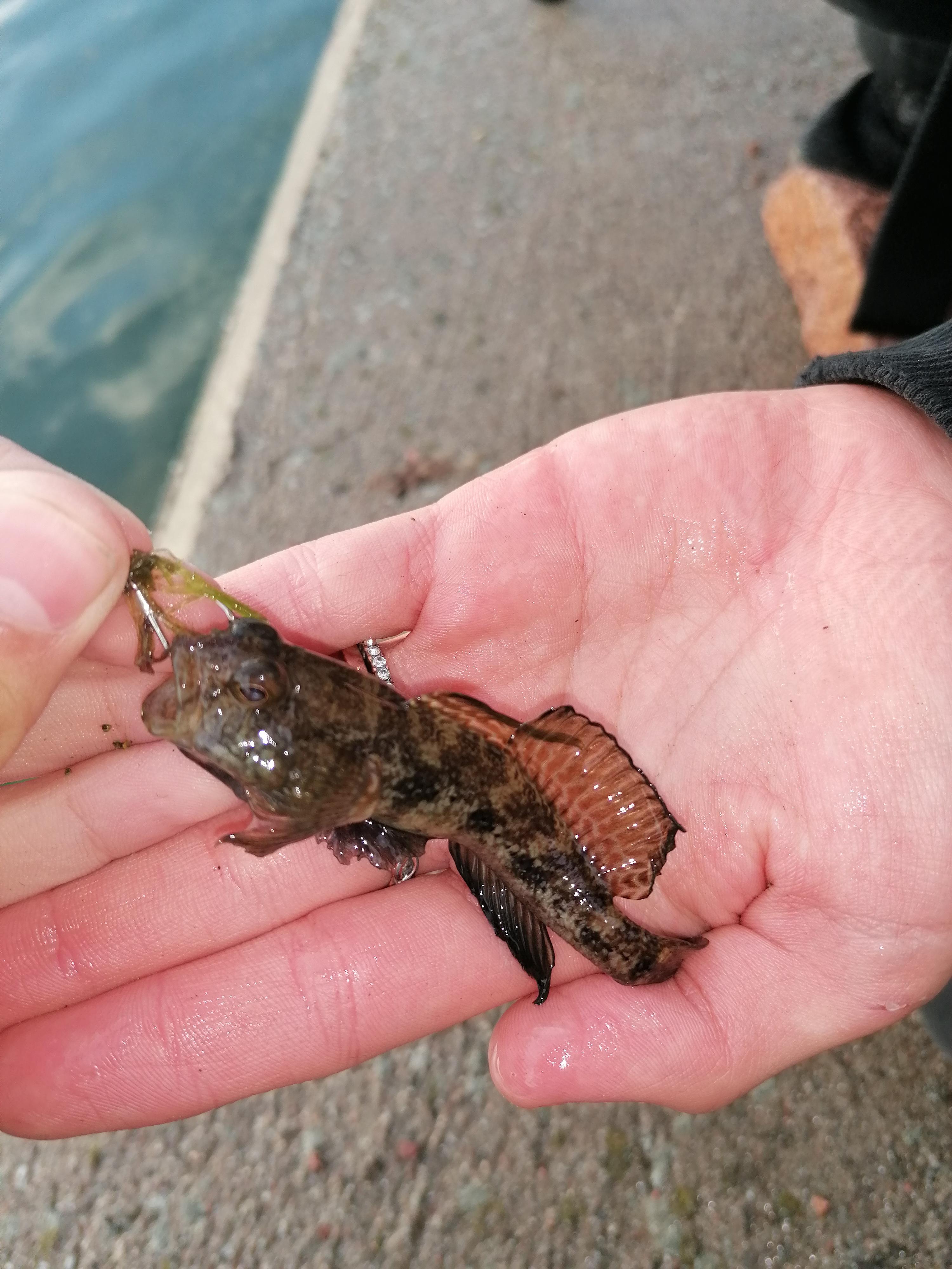 What fish is this? Caught in the Baltic. | Scrolller