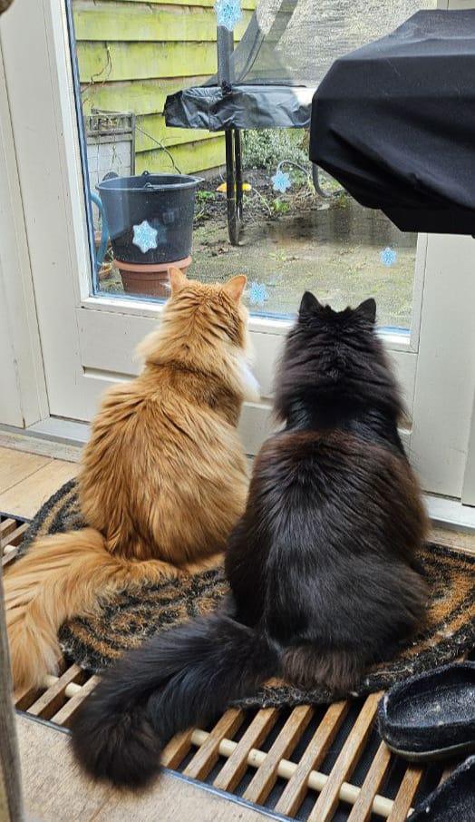 Our OrangeBraincell and Void watching the outside. | Scrolller